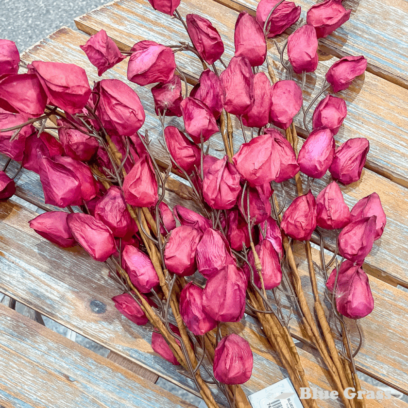 Spray Flower Bud 33 in – Blue Grass Nursery & Garden Centre: Calgary ...