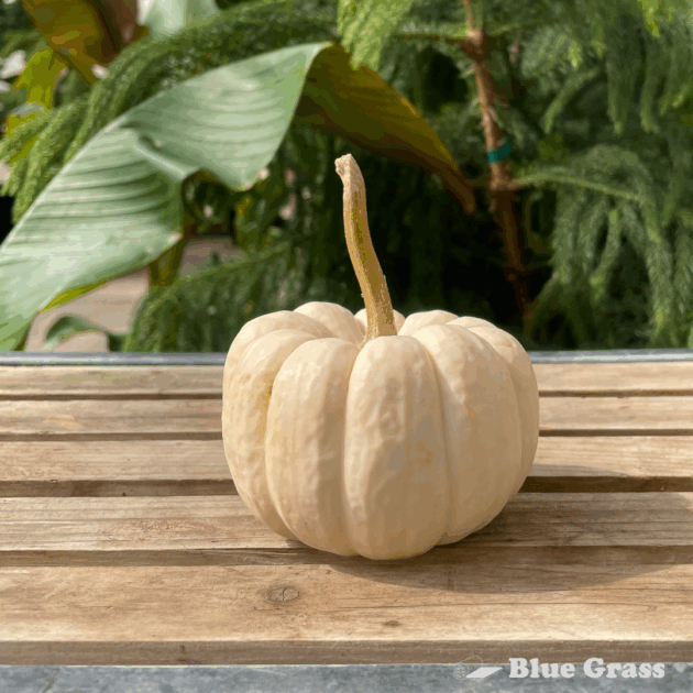 Mini Baby Boo Pumpkin – Blue Grass Nursery & Garden Centre: Calgary ...