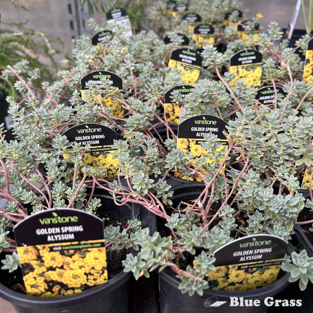 Golden Spring Alyssum – Blue Grass Nursery & Garden Centre: Calgary ...