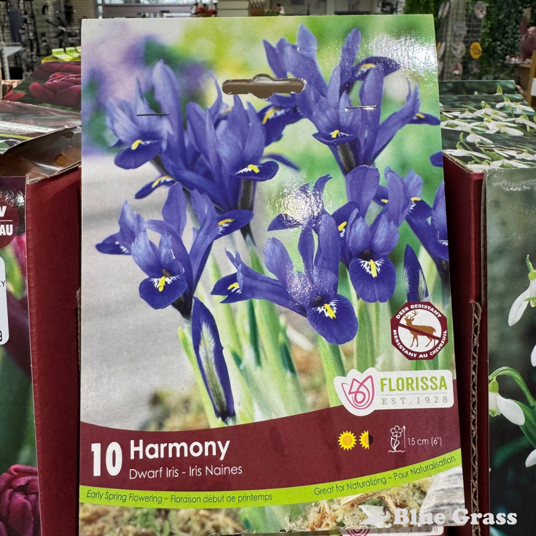 Fall Bulbs-Harmony Dwarf Iris – Florissa – Blue Grass Nursery & Garden Centre: Calgary, Edmonton ...