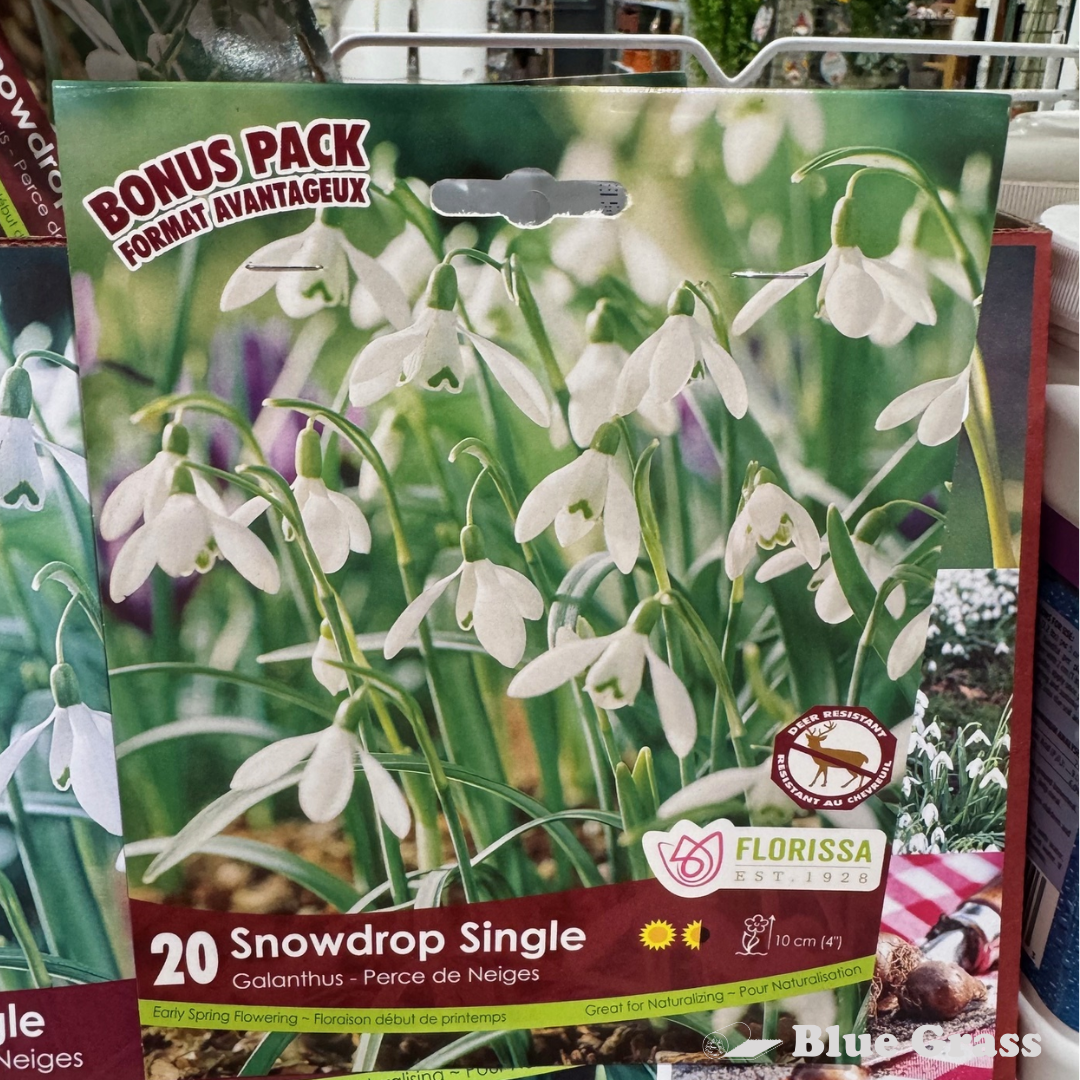 Fall Bulbs- Snowdrop Single Galanthus – Florissa – Blue Grass Nursery ...