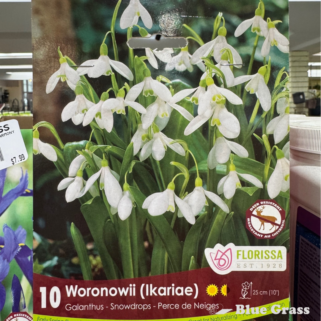 Fall Bulbs- Woronowii (Ikariae) Galanthus Snowdrops – Florissa – Blue ...