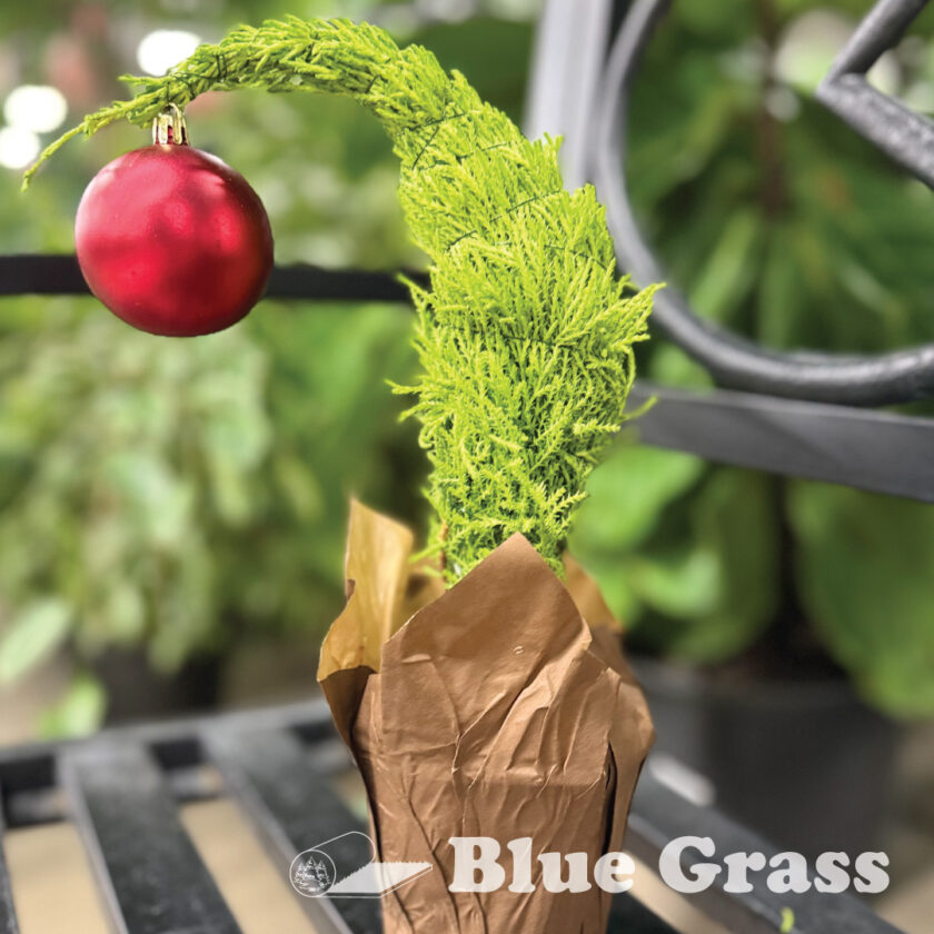 4″ GRINCH TREE – Blue Grass Nursery & Garden Centre: Calgary, Edmonton ...