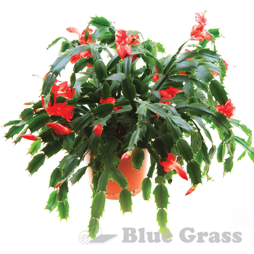 4” HOLIDAY CACTUS; ZYGOCACTUS – Calgary Location – Blue Grass Nursery ...