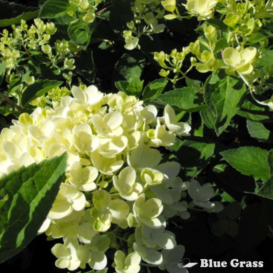 Bombshell Hydrangea – Blue Grass Nursery & Garden Centre: Calgary ...