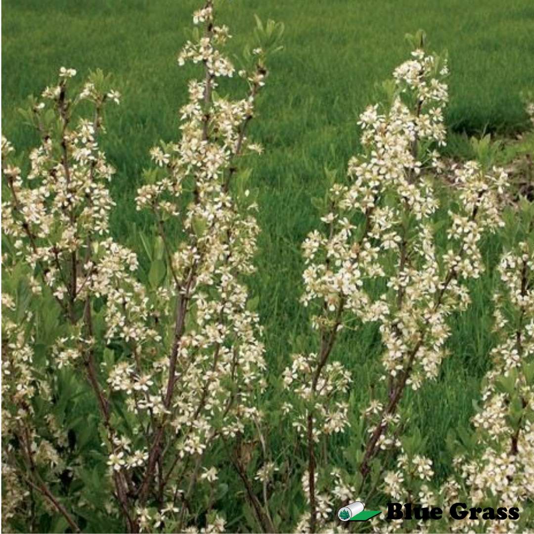 Western Sand Cherry – Blue Grass Nursery & Garden Centre: Calgary ...
